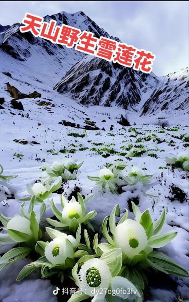 天山雪莲花功效与作用_天山雪莲花怎么吃效果最好-第2张图片-山城妙识 天山雪莲花功效与作用_天山雪莲花怎么吃效果最好-第2张图片-山城妙识