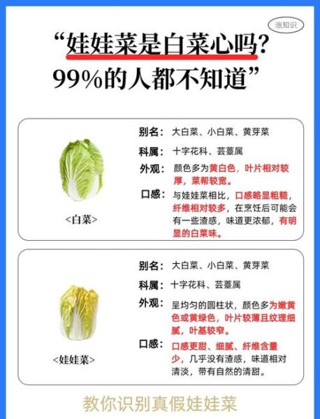 娃娃菜和大白菜是一个品种吗_娃娃菜与大白菜区别-第3张图片-山城妙识
