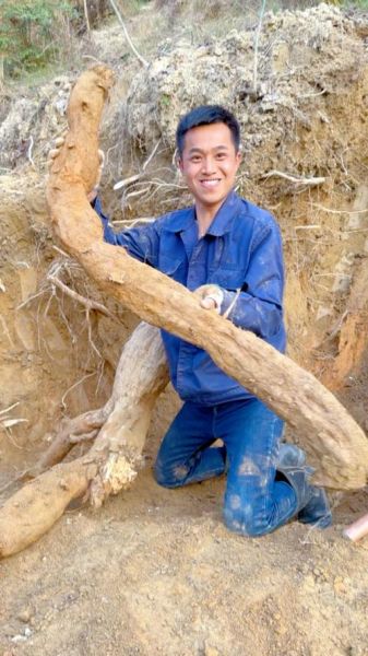 挖野生葛根图片_野生葛根长什么样-第2张图片-山城妙识