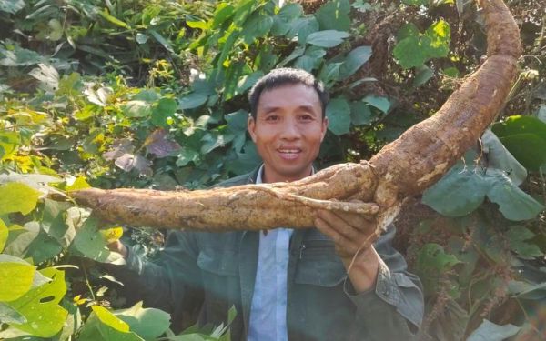 挖野生葛根图片_野生葛根长什么样-第3张图片-山城妙识