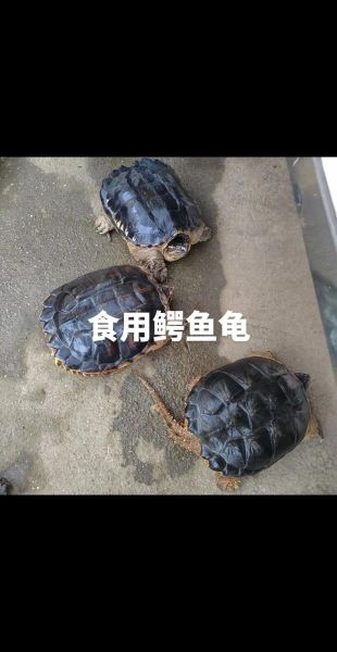 鳄鱼龟吃什么食物_鳄鱼龟可以吃什么蔬菜-第1张图片-山城妙识