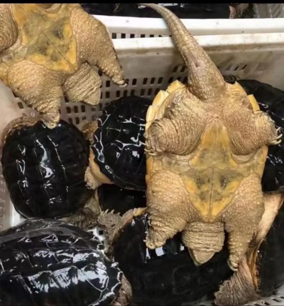 鳄鱼龟吃什么食物_鳄鱼龟可以吃什么蔬菜-第3张图片-山城妙识