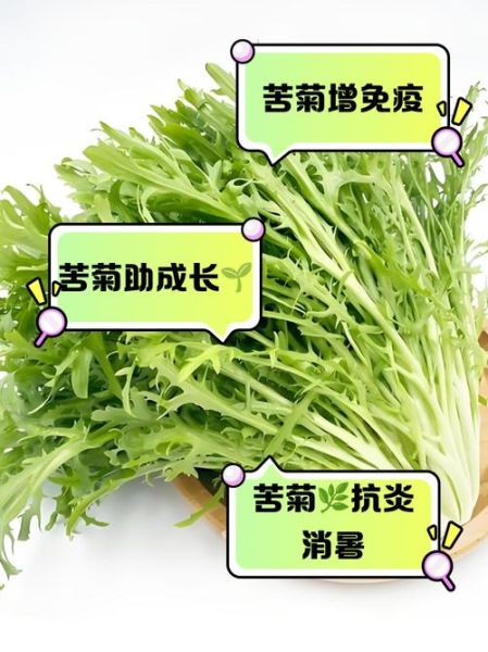 苦苣和苦菊的区别_苦苣苦菊哪个更苦-第2张图片-山城妙识 苦苣和苦菊的区别_苦苣苦菊哪个更苦-第2张图片-山城妙识