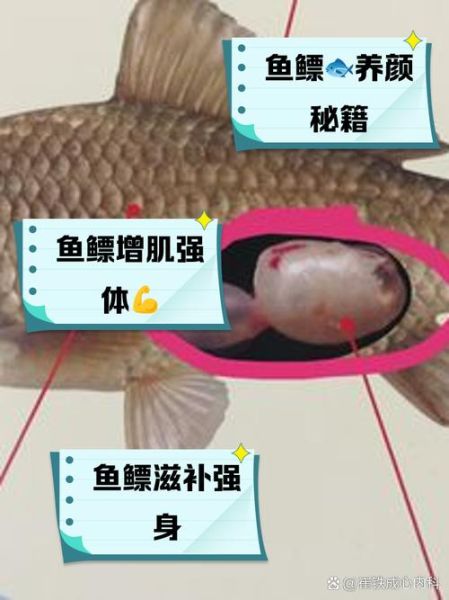 鱼鳔的作用是什么_鱼鳔的功效与作用-第1张图片-山城妙识
