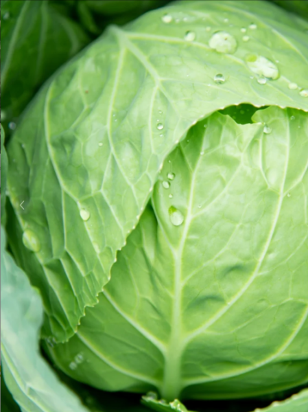 甘蓝菜是什么菜_甘蓝菜图片长什么样-第1张图片-山城妙识