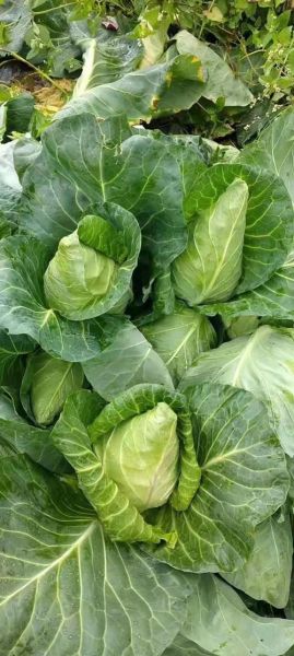 甘蓝菜是什么菜_甘蓝菜图片长什么样-第3张图片-山城妙识