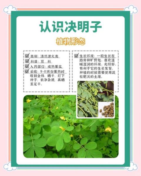 牛蒡根的功效与作用_决明子能一起喝吗-第2张图片-山城妙识