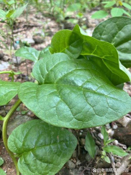 潺菜与什么食物相克_潺菜不能和什么一起吃-第1张图片-山城妙识