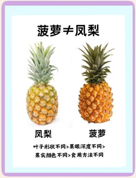 菠萝和凤梨的区别图片_怎么区分-第1张图片-山城妙识