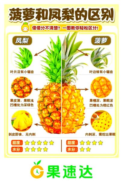菠萝和凤梨的区别图片_怎么区分-第2张图片-山城妙识