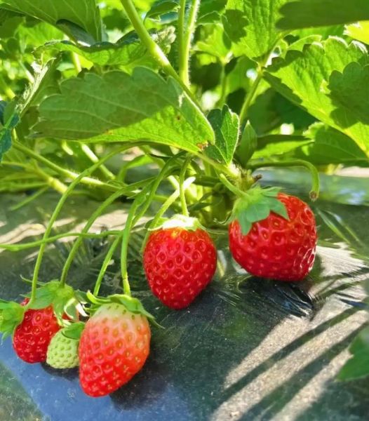 strawberry怎么读_strawberry发音技巧-第1张图片-山城妙识 strawberry怎么读_strawberry发音技巧-第1张图片-山城妙识