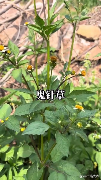 鬼针草的危害_如何彻底根除-第3张图片-山城妙识