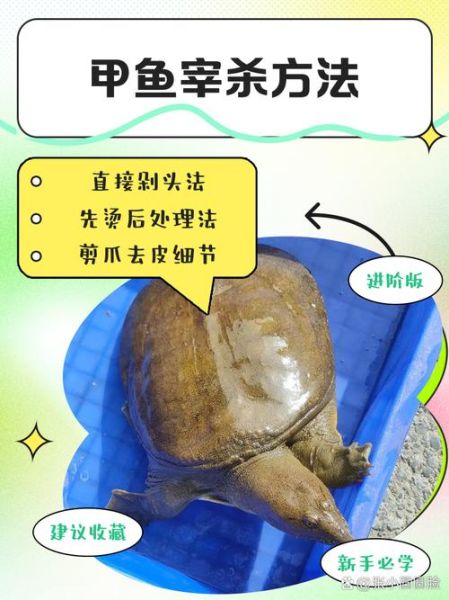 怎么杀甲鱼_甲鱼宰杀步骤-第2张图片-山城妙识 怎么杀甲鱼_甲鱼宰杀步骤-第2张图片-山城妙识