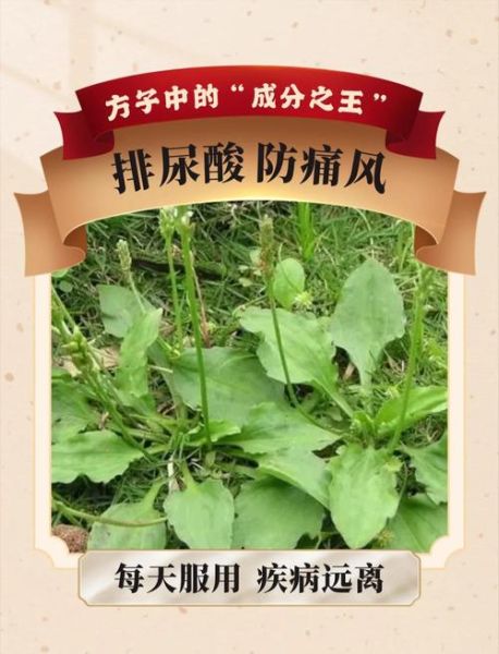 车前草治痛风有效果吗_车前草降尿酸多久见效-第1张图片-山城妙识 车前草治痛风有效果吗_车前草降尿酸多久见效-第1张图片-山城妙识