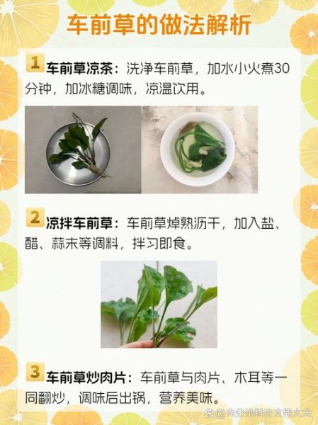 车前草治痛风有效果吗_车前草降尿酸多久见效-第2张图片-山城妙识 车前草治痛风有效果吗_车前草降尿酸多久见效-第2张图片-山城妙识