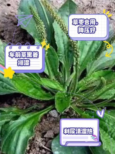 车前草治痛风有效果吗_车前草降尿酸多久见效-第3张图片-山城妙识 车前草治痛风有效果吗_车前草降尿酸多久见效-第3张图片-山城妙识