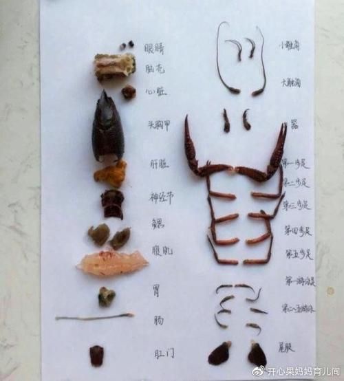 龙虾哪些部位不能吃_图解说明-第3张图片-山城妙识