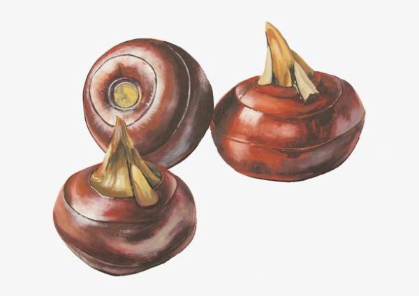 马蹄图片卡通_怎么画才可爱-第3张图片-山城妙识