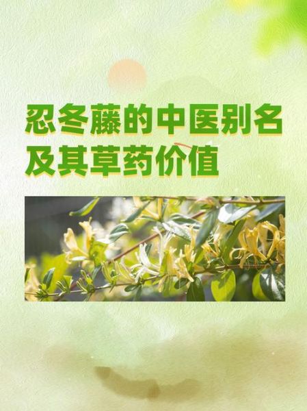 忍冬藤的功效与作用_忍冬藤主治什么病-第3张图片-山城妙识 忍冬藤的功效与作用_忍冬藤主治什么病-第3张图片-山城妙识