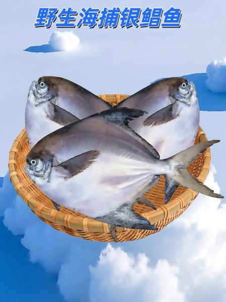 海鲳鱼多少钱一斤_海鲳鱼价格受哪些因素影响-第2张图片-山城妙识