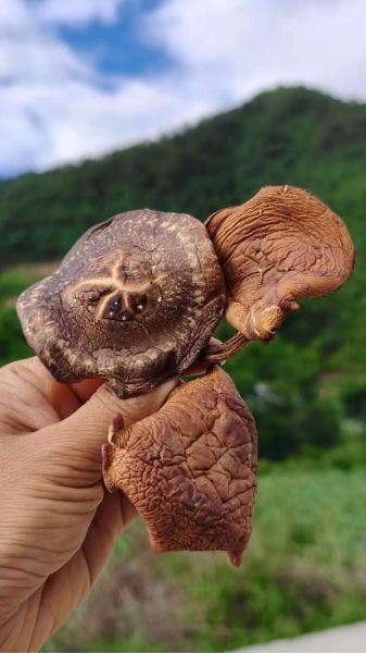 野生香菇怎么分辨_野生香菇多少钱一斤-第1张图片-山城妙识 野生香菇怎么分辨_野生香菇多少钱一斤-第1张图片-山城妙识