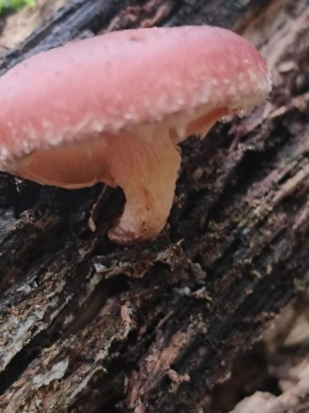 野生香菇怎么分辨_野生香菇多少钱一斤-第3张图片-山城妙识 野生香菇怎么分辨_野生香菇多少钱一斤-第3张图片-山城妙识