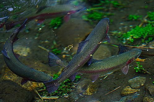 虹鳟鱼图片欣赏_虹鳟鱼高清图哪里找-第3张图片-山城妙识