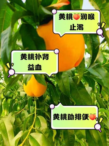 黄桃的功效与作用_黄桃可以减肥吗-第3张图片-山城妙识 黄桃的功效与作用_黄桃可以减肥吗-第3张图片-山城妙识