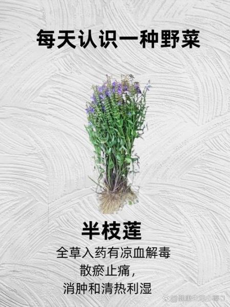 半枝莲图片大全_如何辨别真假半枝莲-第2张图片-山城妙识 半枝莲图片大全_如何辨别真假半枝莲-第2张图片-山城妙识