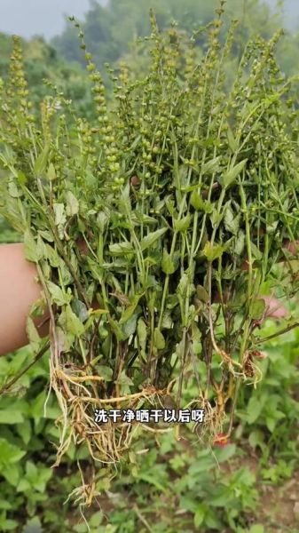 半枝莲图片大全_如何辨别真假半枝莲-第3张图片-山城妙识 半枝莲图片大全_如何辨别真假半枝莲-第3张图片-山城妙识