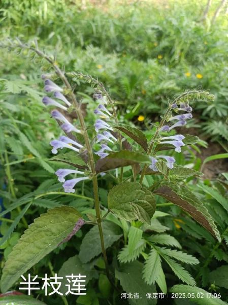 半枝莲图片大全_如何辨别真假半枝莲-第1张图片-山城妙识 半枝莲图片大全_如何辨别真假半枝莲-第1张图片-山城妙识