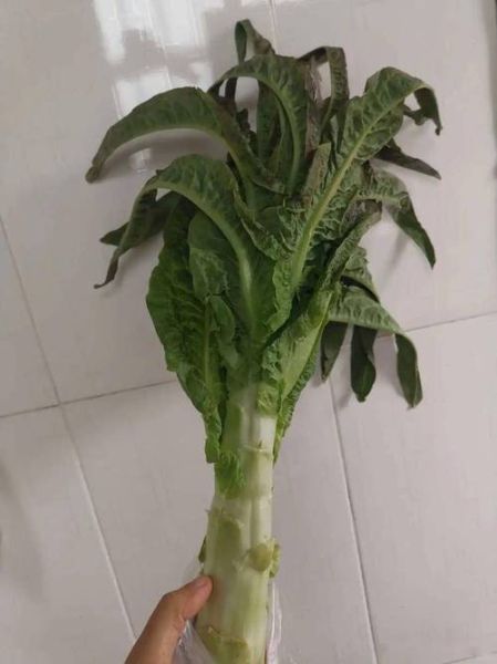 莴苣叶怎么炒好吃_莴苣叶凉拌做法-第1张图片-山城妙识 莴苣叶怎么炒好吃_莴苣叶凉拌做法-第1张图片-山城妙识