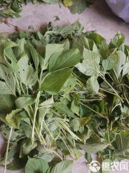 紫苏梗图片_紫苏梗长什么样-第1张图片-山城妙识