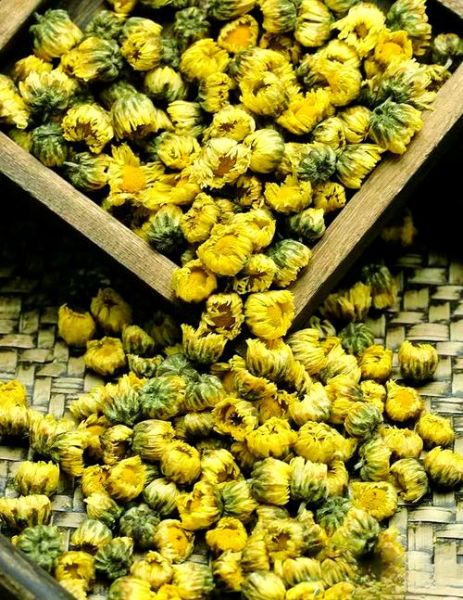 杭菊花图片高清大图_杭菊花与胎菊区别-第2张图片-山城妙识