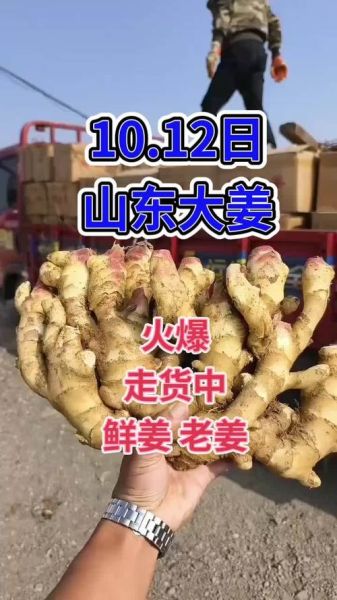 今日生姜价格多少钱一斤_生姜价格走势还会涨吗-第3张图片-山城妙识 今日生姜价格多少钱一斤_生姜价格走势还会涨吗-第3张图片-山城妙识