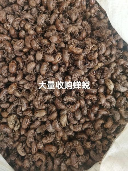 蝉蜕多少钱一斤_蝉蜕价格行情-第2张图片-山城妙识 蝉蜕多少钱一斤_蝉蜕价格行情-第2张图片-山城妙识