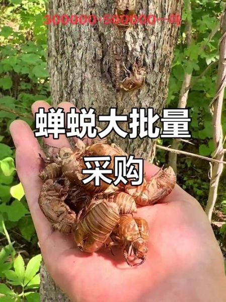 蝉蜕多少钱一斤_蝉蜕价格行情-第1张图片-山城妙识 蝉蜕多少钱一斤_蝉蜕价格行情-第1张图片-山城妙识
