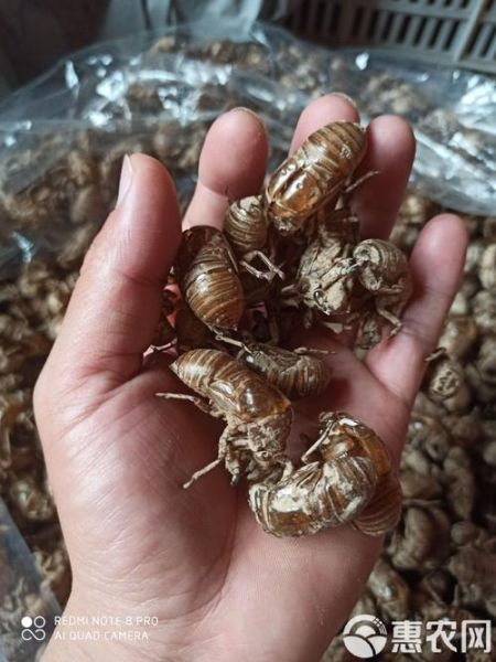 蝉蜕多少钱一斤_蝉蜕价格行情-第3张图片-山城妙识 蝉蜕多少钱一斤_蝉蜕价格行情-第3张图片-山城妙识