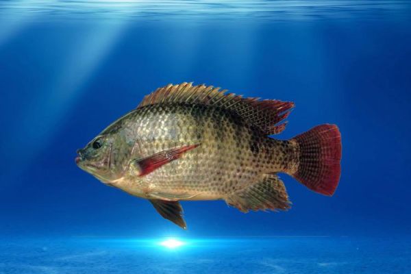 罗非鱼图片高清_罗非鱼高清图怎么拍-第2张图片-山城妙识 罗非鱼图片高清_罗非鱼高清图怎么拍-第2张图片-山城妙识