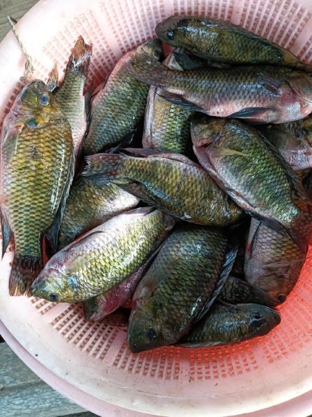 罗非鱼图片高清_罗非鱼高清图怎么拍-第3张图片-山城妙识 罗非鱼图片高清_罗非鱼高清图怎么拍-第3张图片-山城妙识