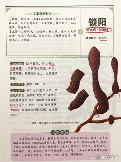 锁阳怎么吃效果最好_锁阳泡酒还是炖汤-第2张图片-山城妙识 锁阳怎么吃效果最好_锁阳泡酒还是炖汤-第2张图片-山城妙识