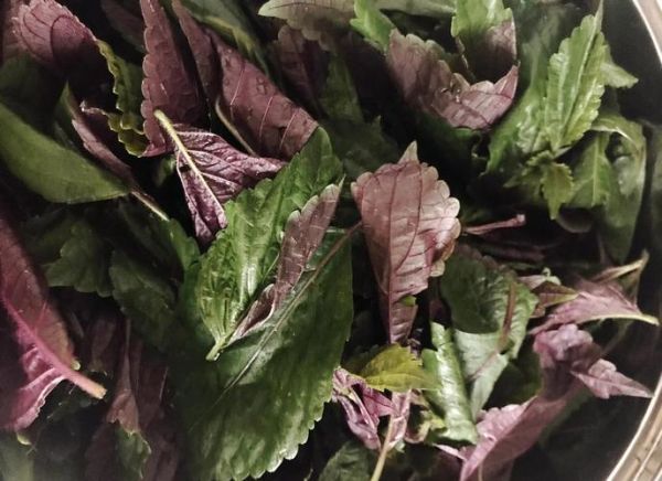 苏子叶泡菜怎么做_苏子叶泡菜的功效与作用-第3张图片-山城妙识 苏子叶泡菜怎么做_苏子叶泡菜的功效与作用-第3张图片-山城妙识