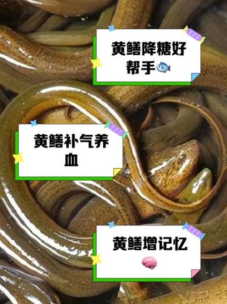 老人说大黄鳝不能吃_大黄鳝到底能不能吃-第1张图片-山城妙识