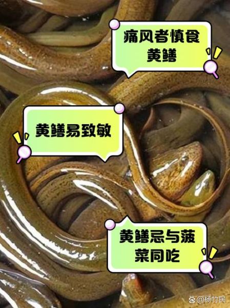 老人说大黄鳝不能吃_大黄鳝到底能不能吃-第2张图片-山城妙识