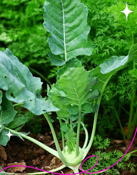 疙瘩菜的功效与作用_疙瘩菜怎么吃最健康-第1张图片-山城妙识