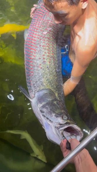 巨骨舌鱼图片_巨骨舌鱼长什么样-第3张图片-山城妙识 巨骨舌鱼图片_巨骨舌鱼长什么样-第3张图片-山城妙识