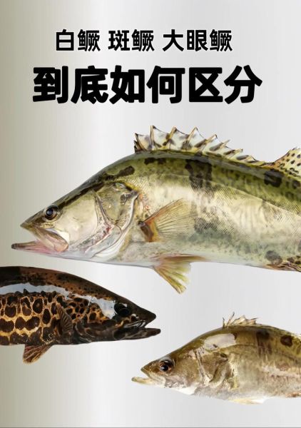 野生桂鱼图片大全_野生桂鱼怎么分辨真假-第1张图片-山城妙识