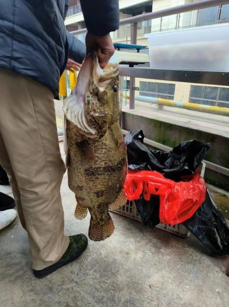 野生桂鱼图片大全_野生桂鱼怎么分辨真假-第3张图片-山城妙识