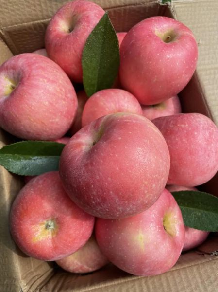 中国最好吃的苹果排名_哪个品种最甜-第2张图片-山城妙识