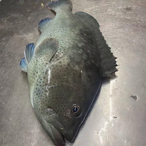 四大名贵石斑鱼价格_如何区分-第2张图片-山城妙识